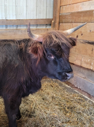 Celtic Bull | News, Sports, Jobs - The Intermountain